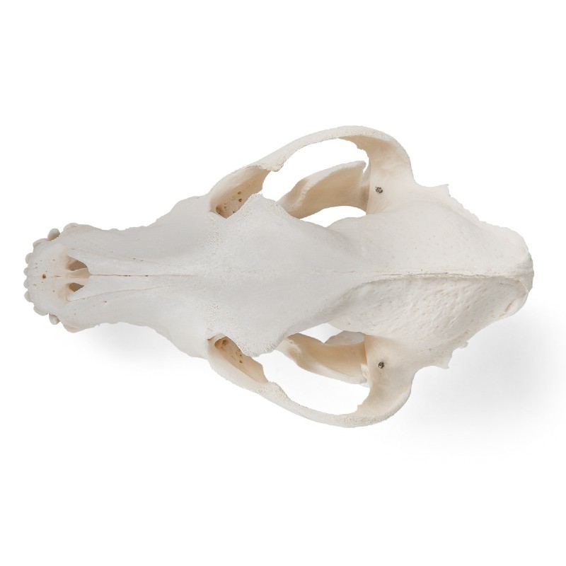 3B Scientific Real Dog Skull (Large) | Health and Care